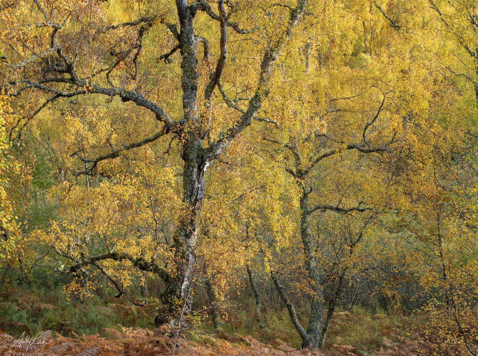 Autumn Birches | Resipole Studios